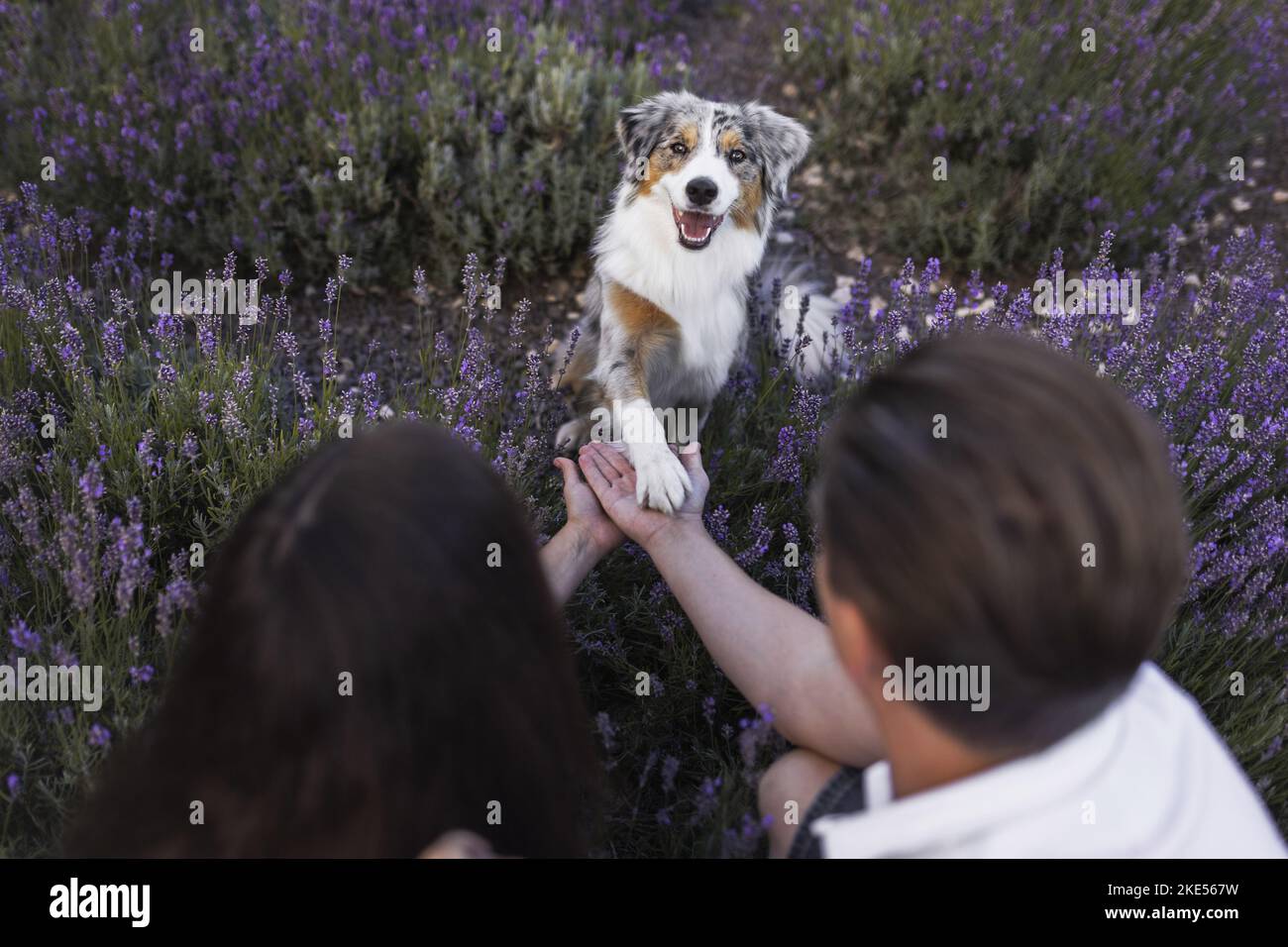 Australian-Shepherd-Border-Collie in summer Stock Photo - Alamy