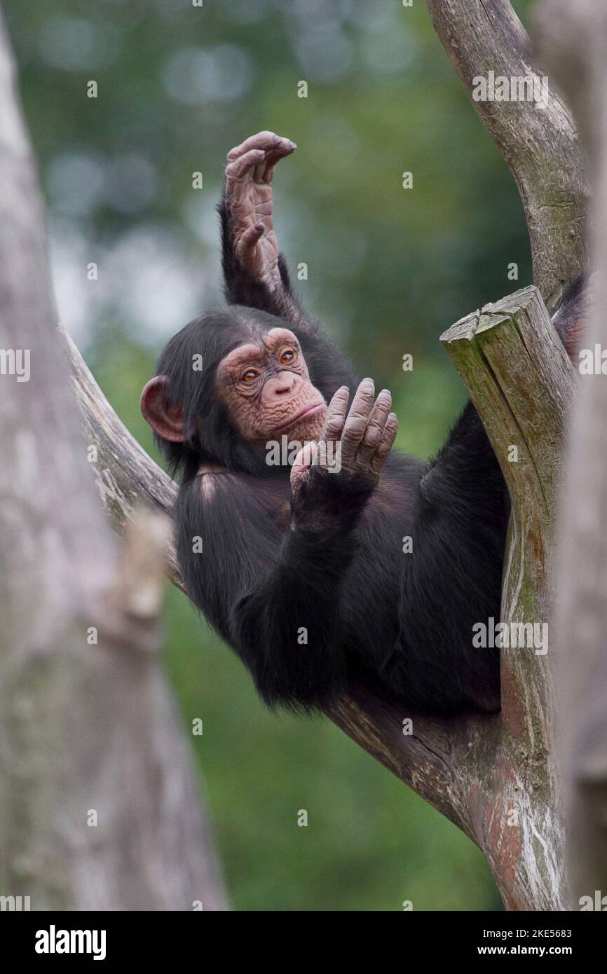 Chimpanzee climbing tree hi-res stock photography and images - Alamy