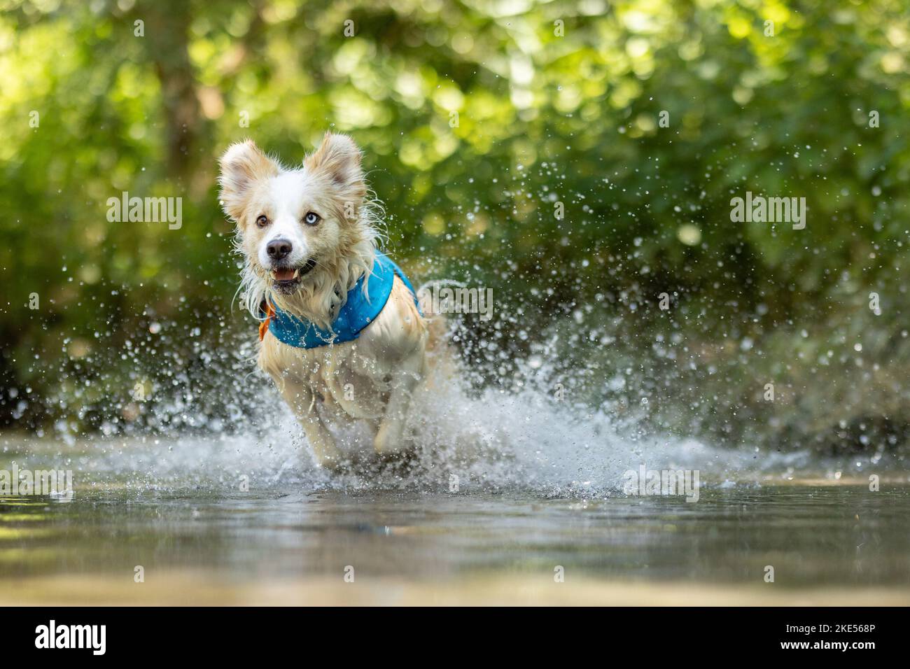 Border Collie in water Stock Photo - Alamy
