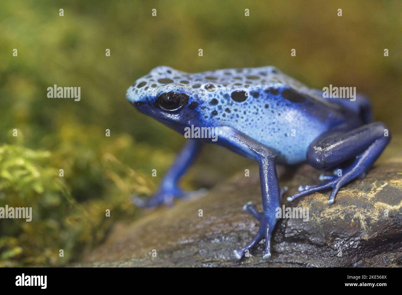 Side view blue poison hi-res stock photography and images - Alamy