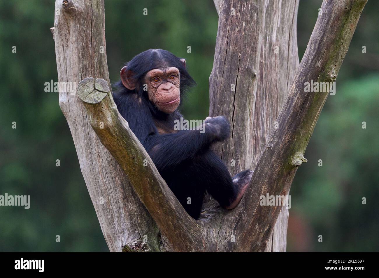 Chimpanzee pan troglodytes young chimps hi-res stock photography and ...