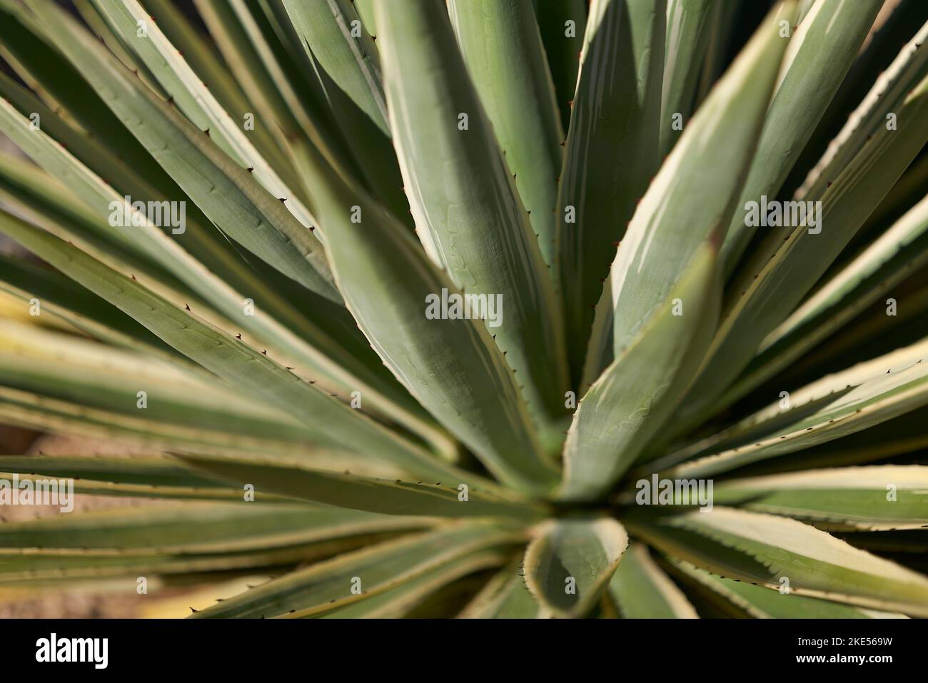 A closeup of a green Agave angustifolia 'Marginata' growing in sunlight ...