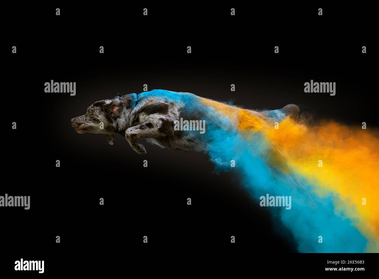 Labrador tricolor hi-res stock photography and images - Alamy