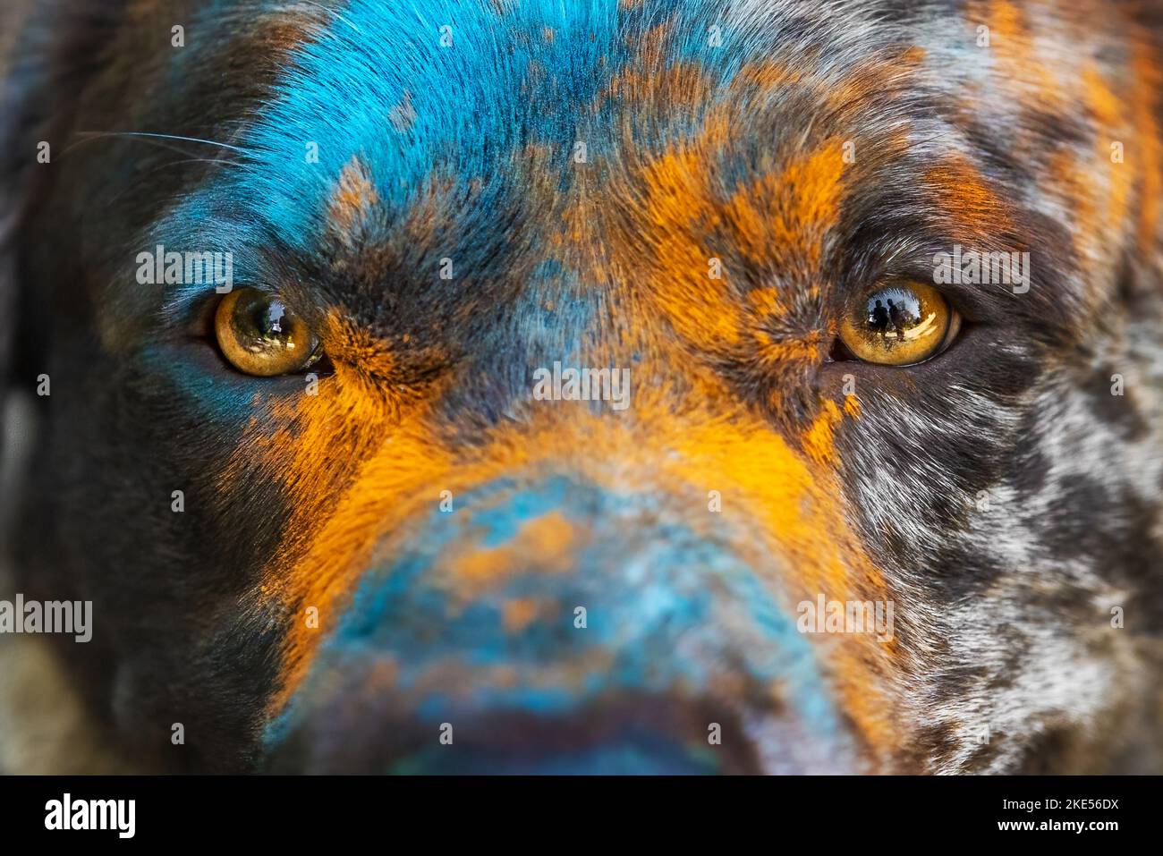 Labrador tricolor hi-res stock photography and images - Alamy