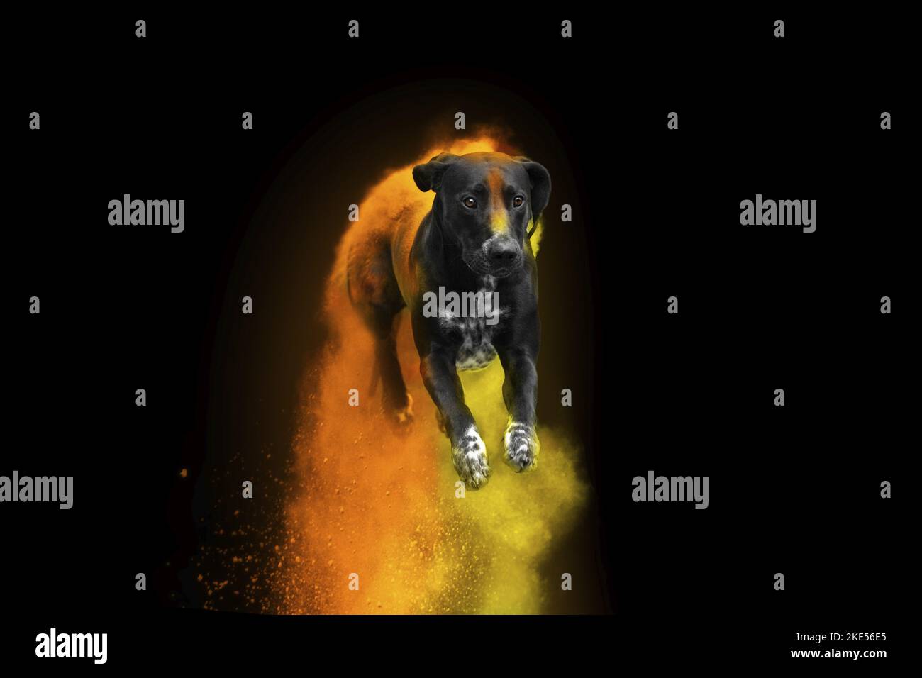 Rhodesian ridgeback dalmatian hi-res stock photography and images - Alamy