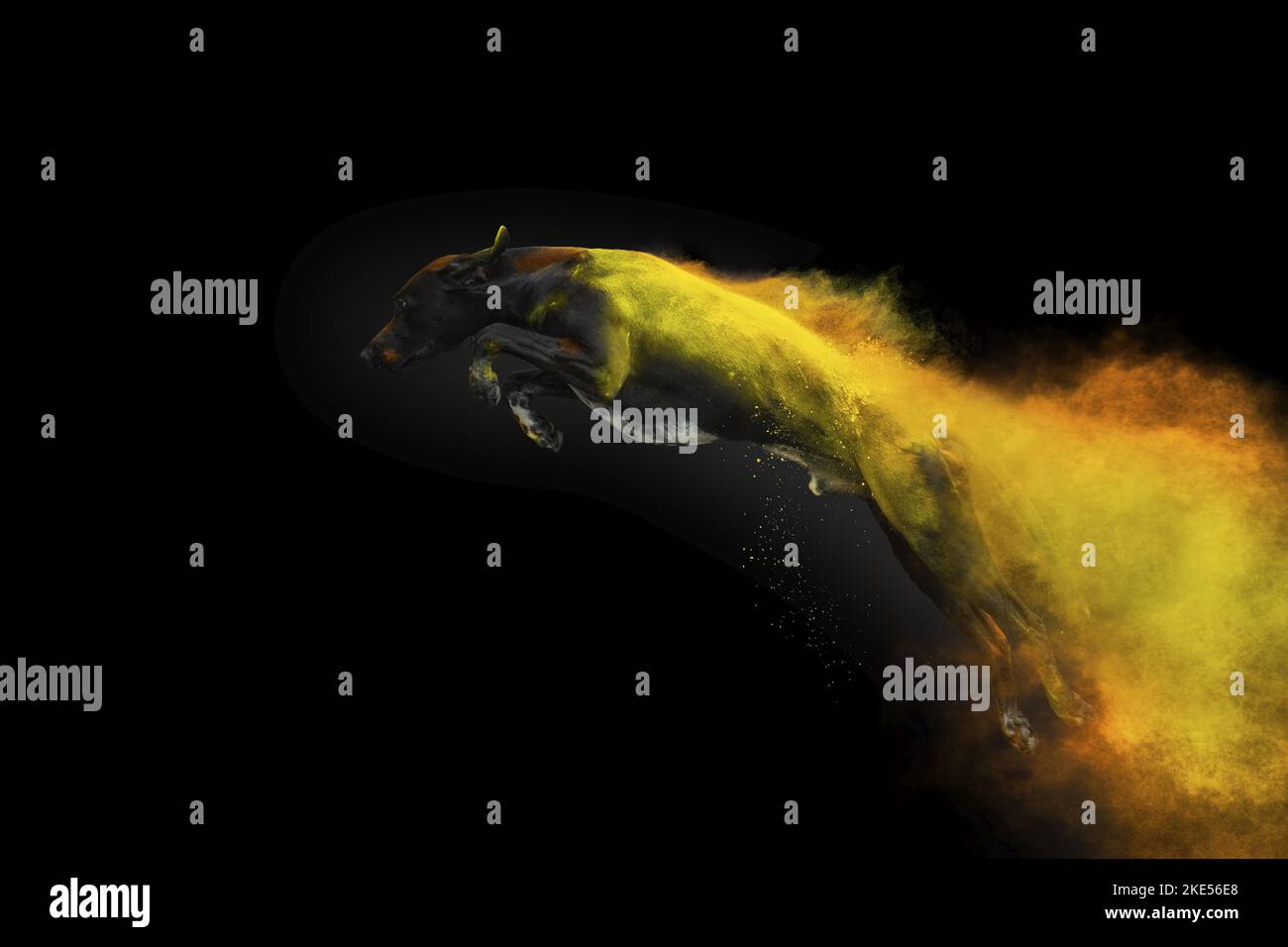 Dalmatian rhodesian ridgeback hi-res stock photography and images - Alamy