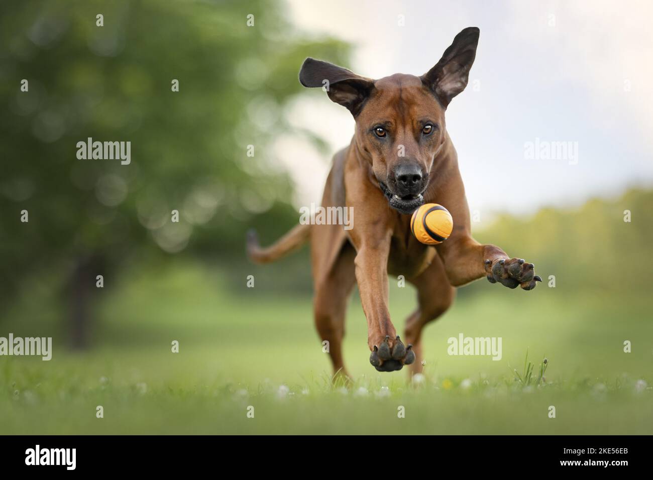 adult Rhodesian Ridgeback Stock Photo - Alamy