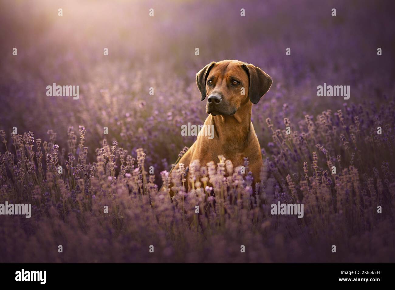 adult Rhodesian Ridgeback Stock Photo - Alamy