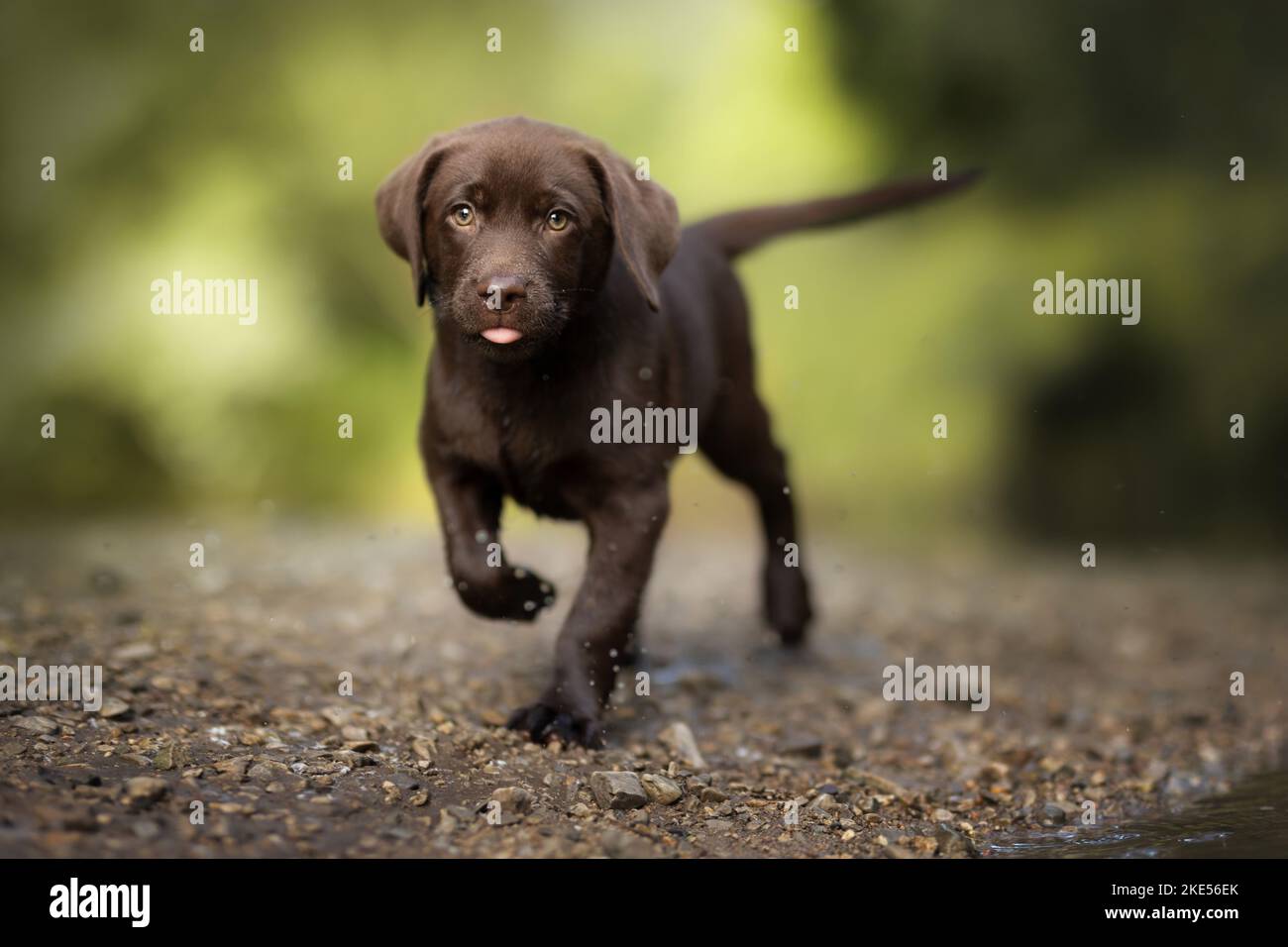 Chocolate labrador walking side view hi-res stock photography and ...