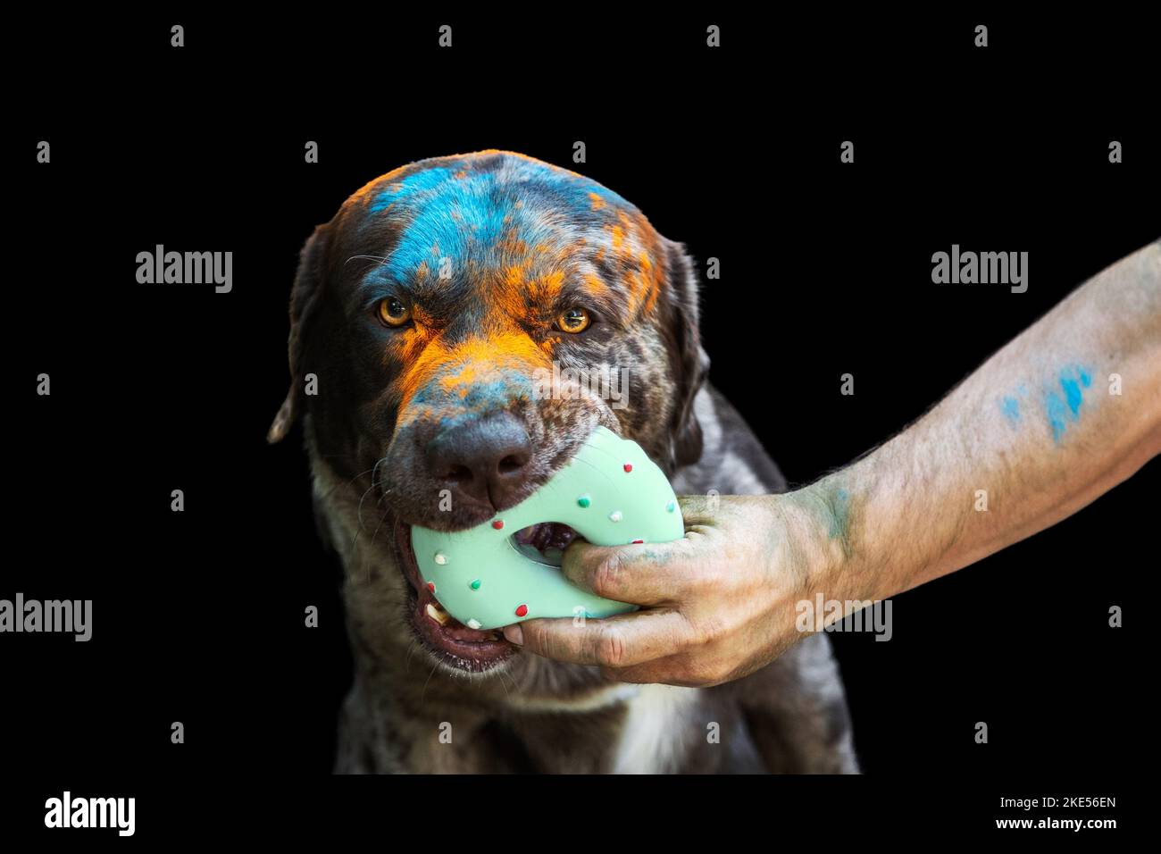 Labrador tricolor hi-res stock photography and images - Alamy