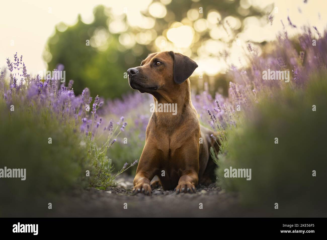 adult Rhodesian Ridgeback Stock Photo - Alamy