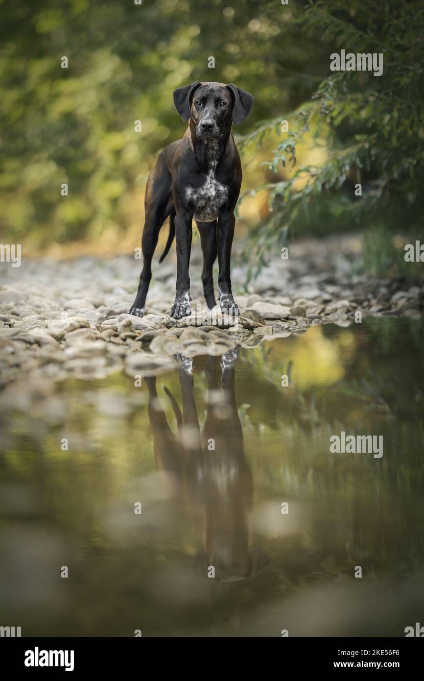 Rhodesian ridgeback dalmatian hi-res stock photography and images - Alamy