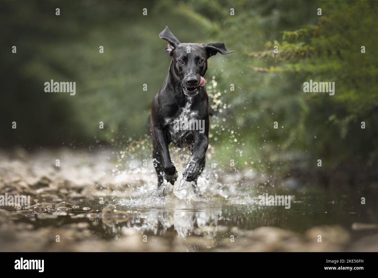Dalmatian rhodesian ridgeback hi-res stock photography and images - Alamy