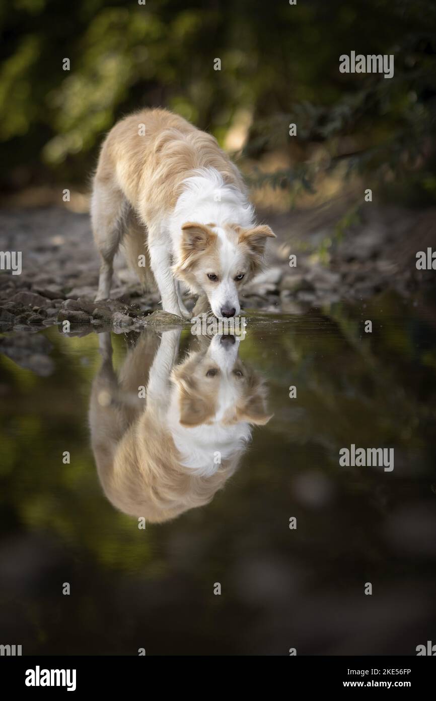 Border Collie on the shore Stock Photo - Alamy