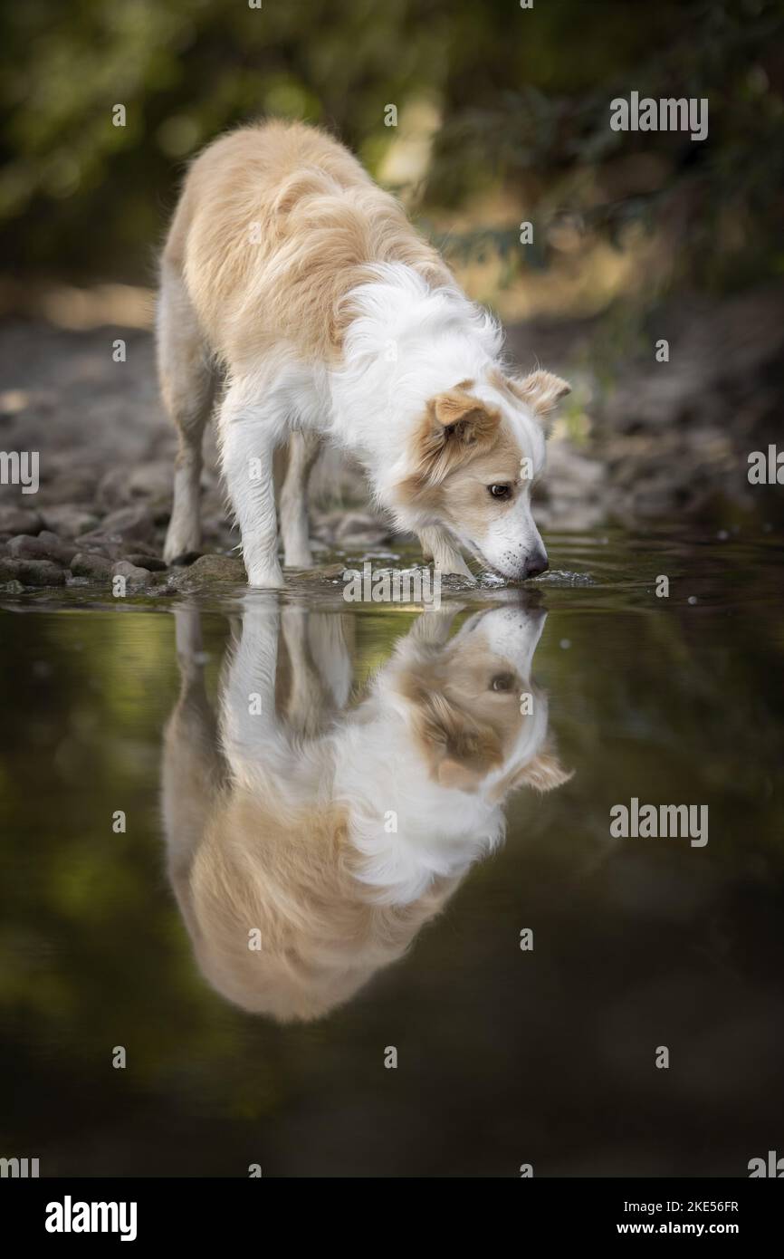 Border Collie on the shore Stock Photo - Alamy