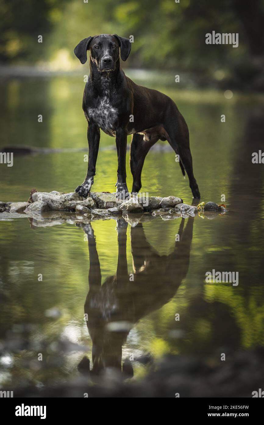 Rhodesian ridgeback dalmatian hi-res stock photography and images - Alamy