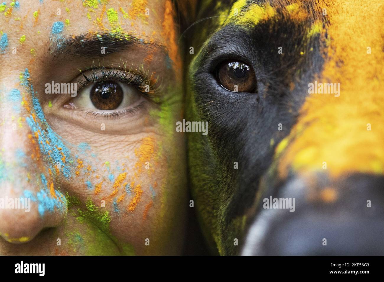 Rhodesian ridgeback dalmatian hi-res stock photography and images - Alamy