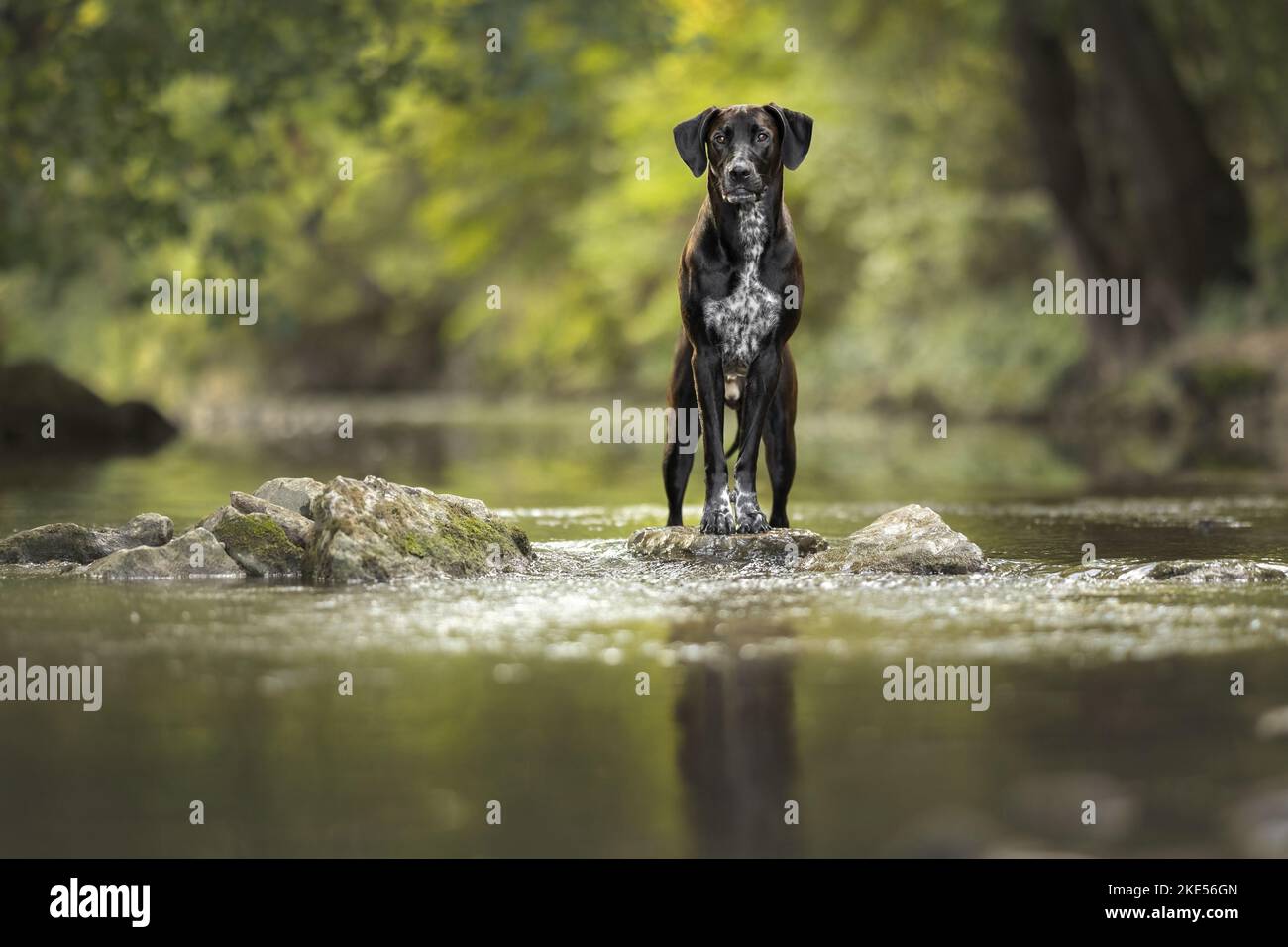Rhodesian ridgeback dalmatian hi-res stock photography and images - Alamy
