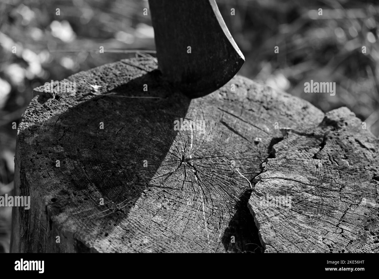 A grayscale of a trunk and an ax jabbed into the wood on an isolated ...