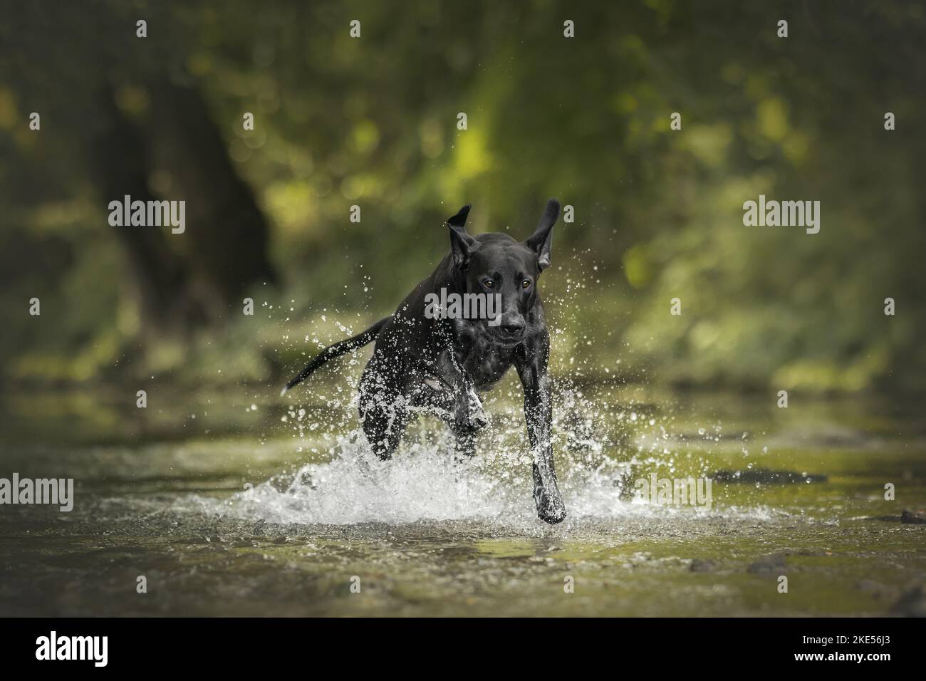 Rhodesian ridgeback dalmatian hi-res stock photography and images - Alamy
