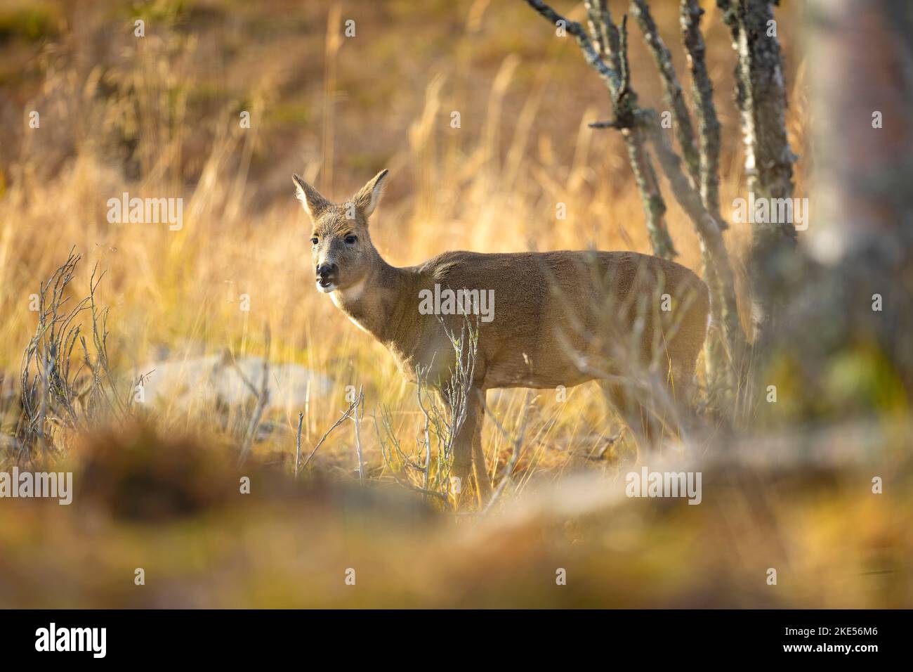 One roe deer standing in the forest at fall Stock Photo - Alamy