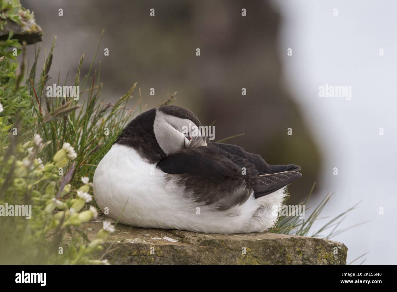 Puffin sleeping hi-res stock photography and images - Alamy