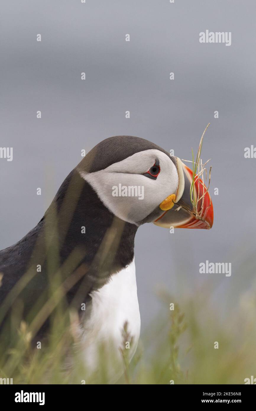 Puffin size hi-res stock photography and images - Alamy