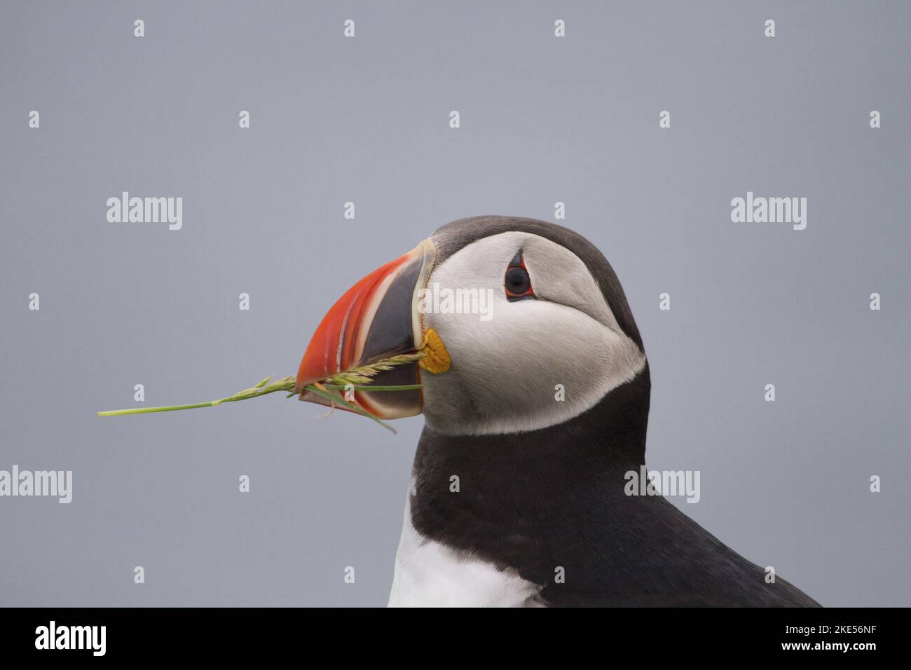 Puffin nesting ground hi-res stock photography and images - Alamy