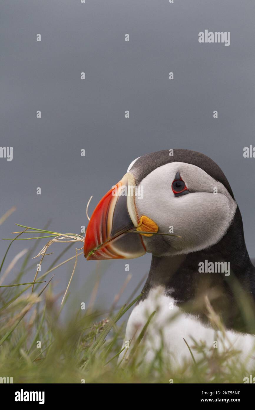 Puffin size hi-res stock photography and images - Alamy