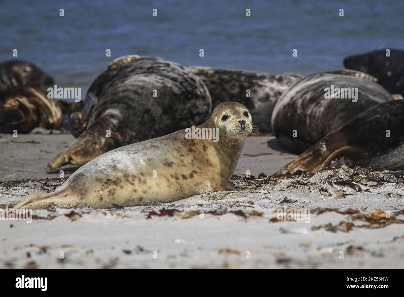 Seal backside hi-res stock photography and images - Alamy