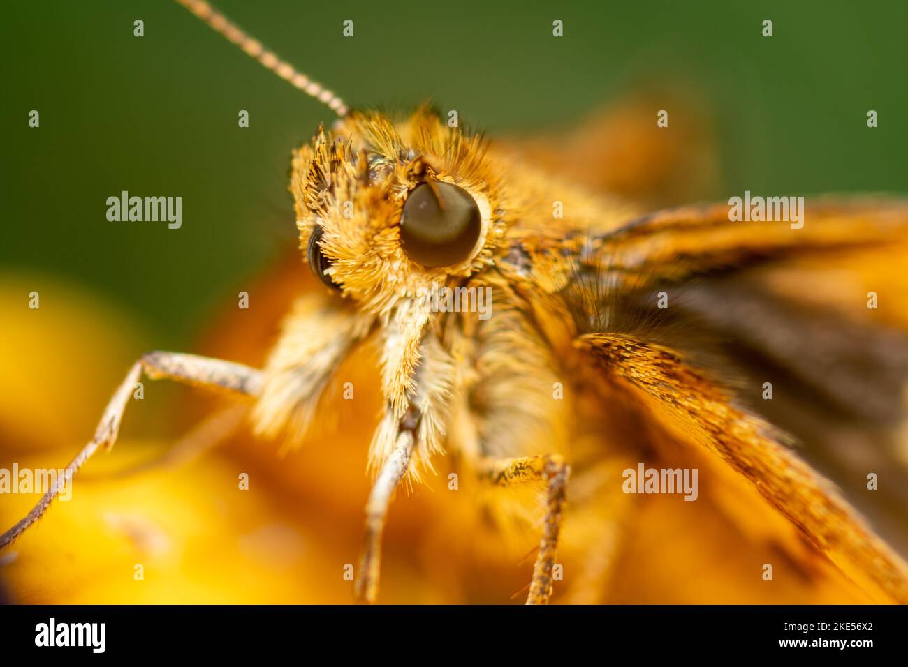 A macro of a butterfly skipper insect on a plant Stock Photo - Alamy