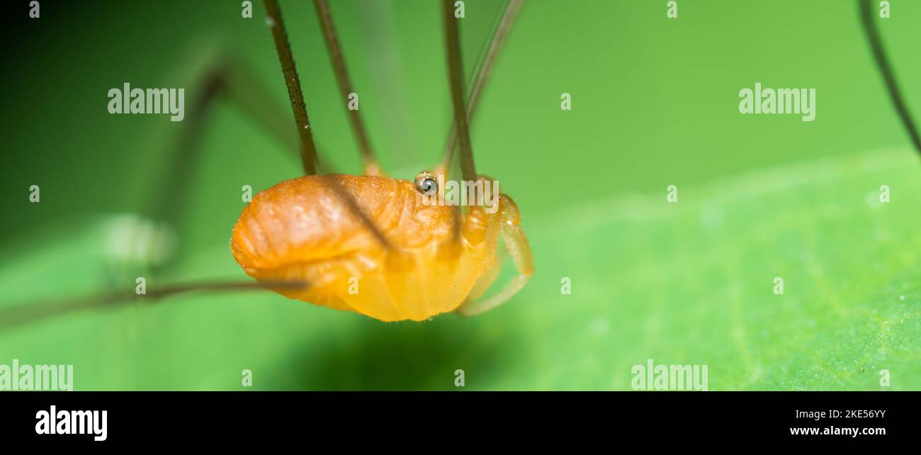 A closeup of an orange daddy long legs spider on a plant Stock Photo ...