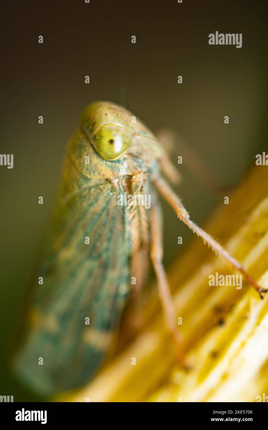 A closeup of a cicadella viridis insect on a plant Stock Photo - Alamy
