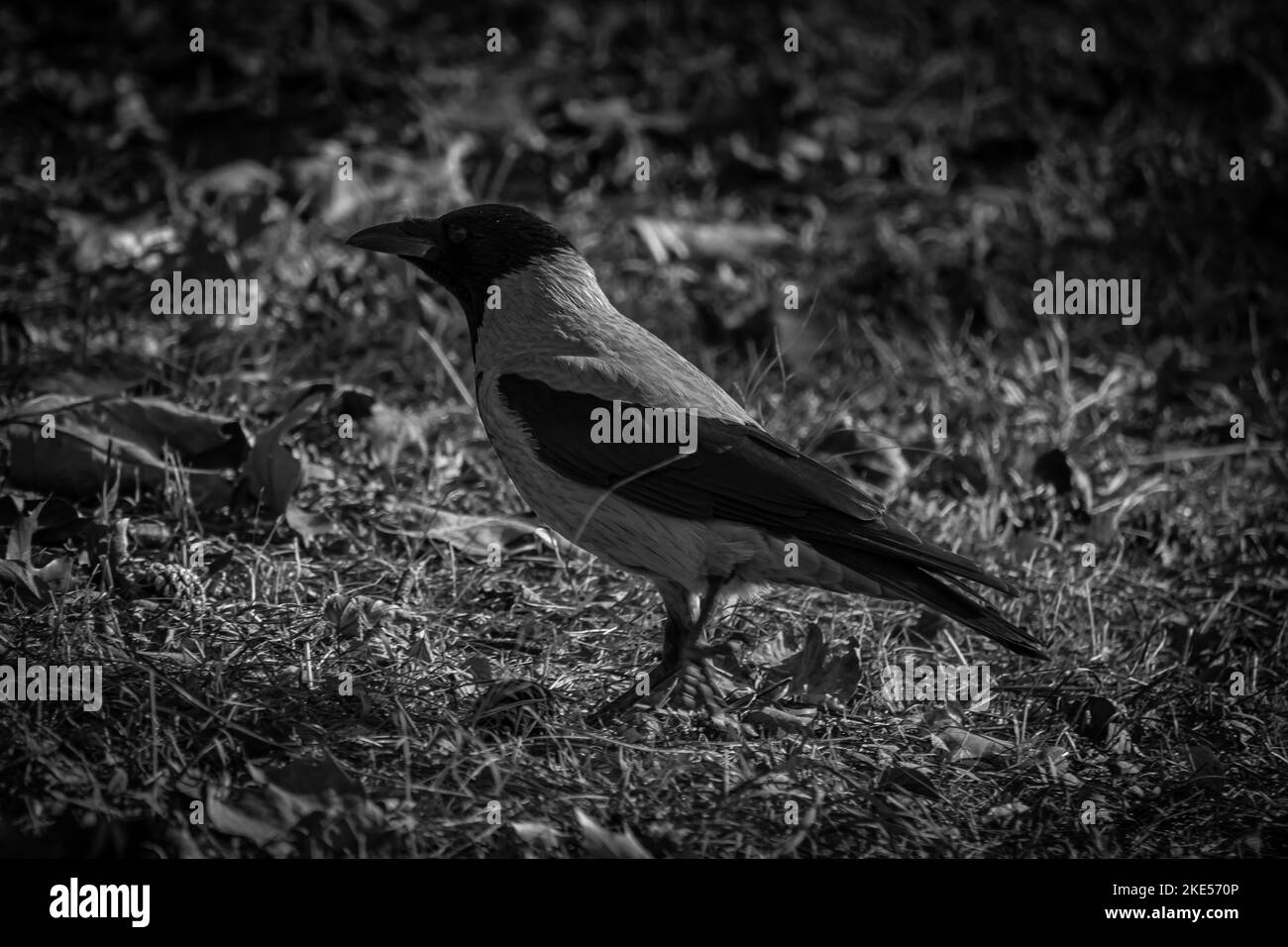 Raven close up black and white Stock Photo - Alamy Raven close up black and white Stock Photo - Alamy