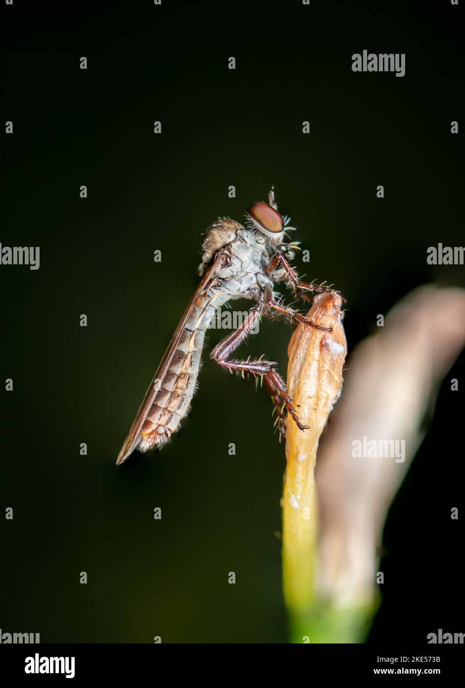 A closeup of a holcocephala insect on a plant isolated on a dark ...