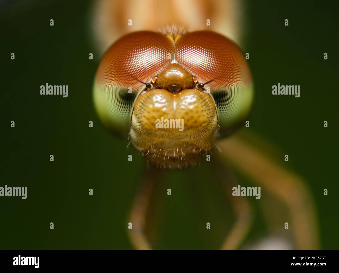 A macro shot of a yellow dragonfly Stock Photo - Alamy