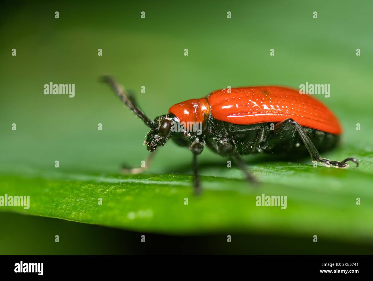 A closeup of a scarlet lily beetle on a leaf Stock Photo - Alamy