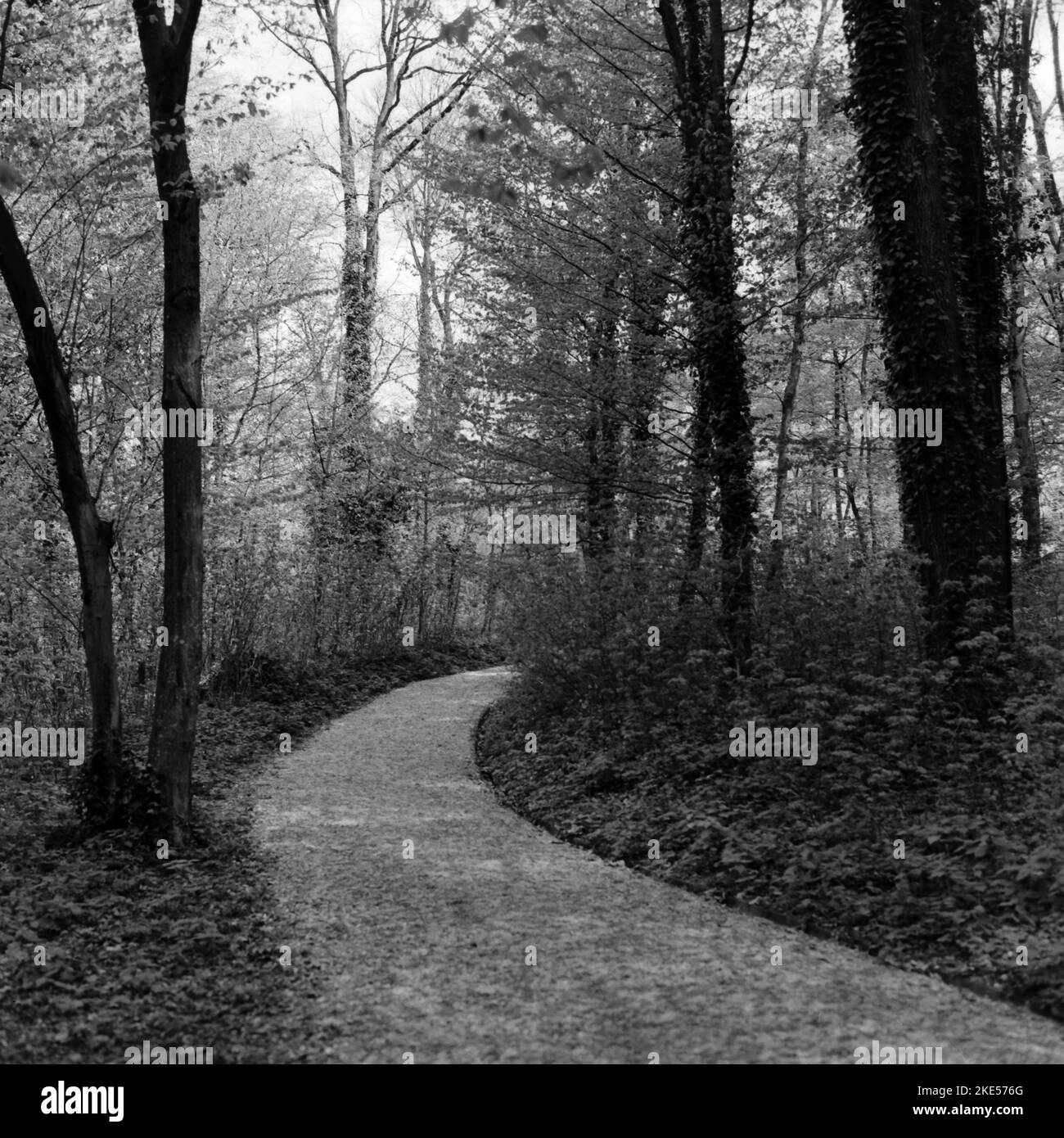 A grayscale shot of a path through the forest Stock Photo - Alamy