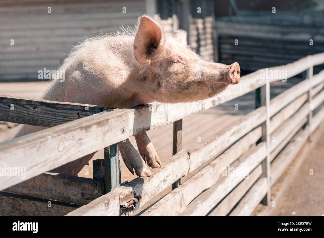 Pig fence hi-res stock photography and images - Alamy