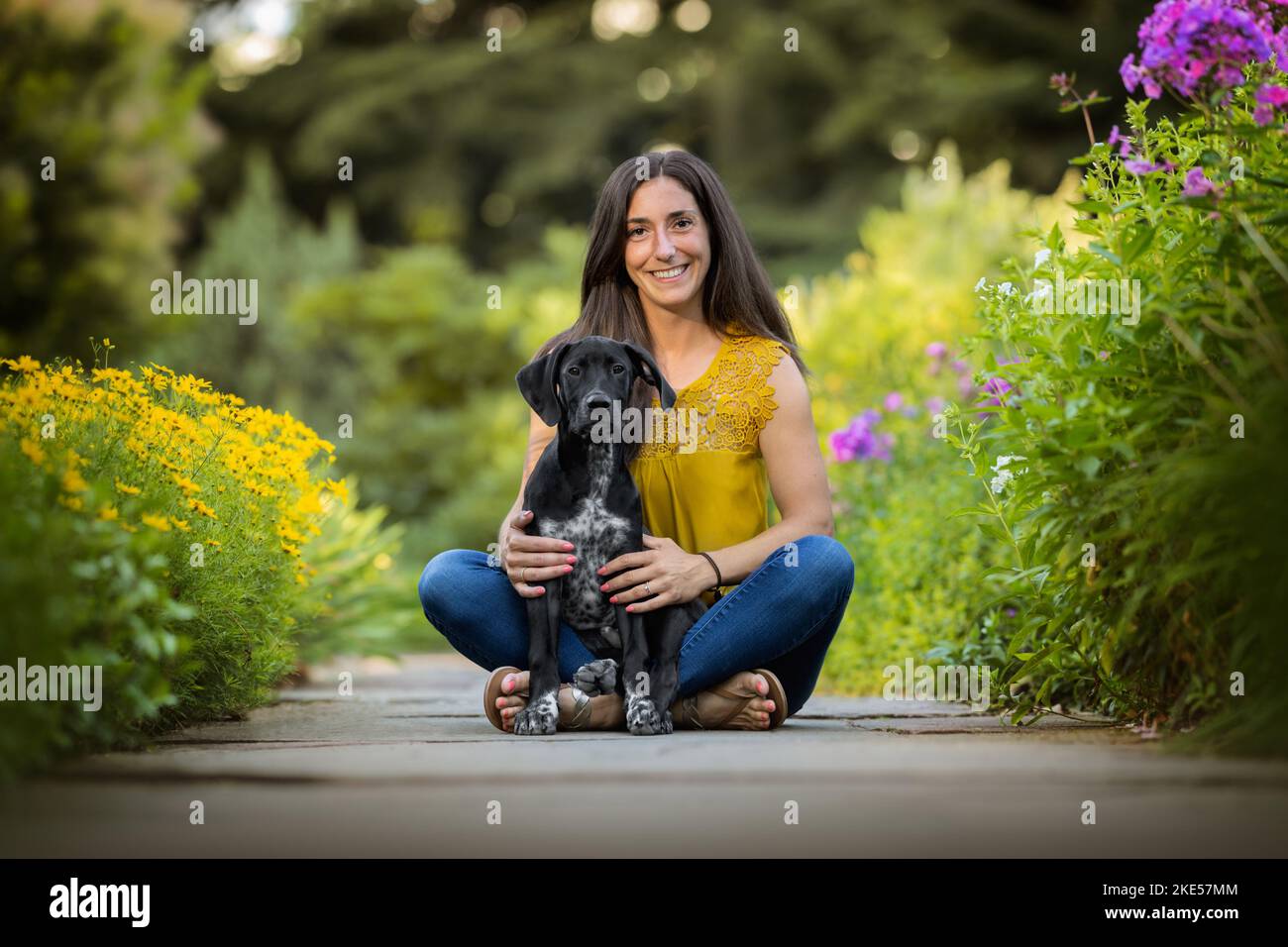 Rhodesian ridgeback dalmatian hi-res stock photography and images - Alamy
