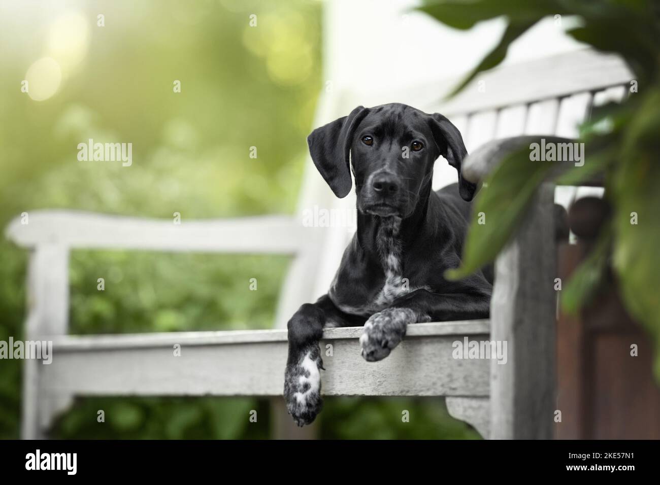 Rhodesian ridgeback dalmatian hi-res stock photography and images - Alamy