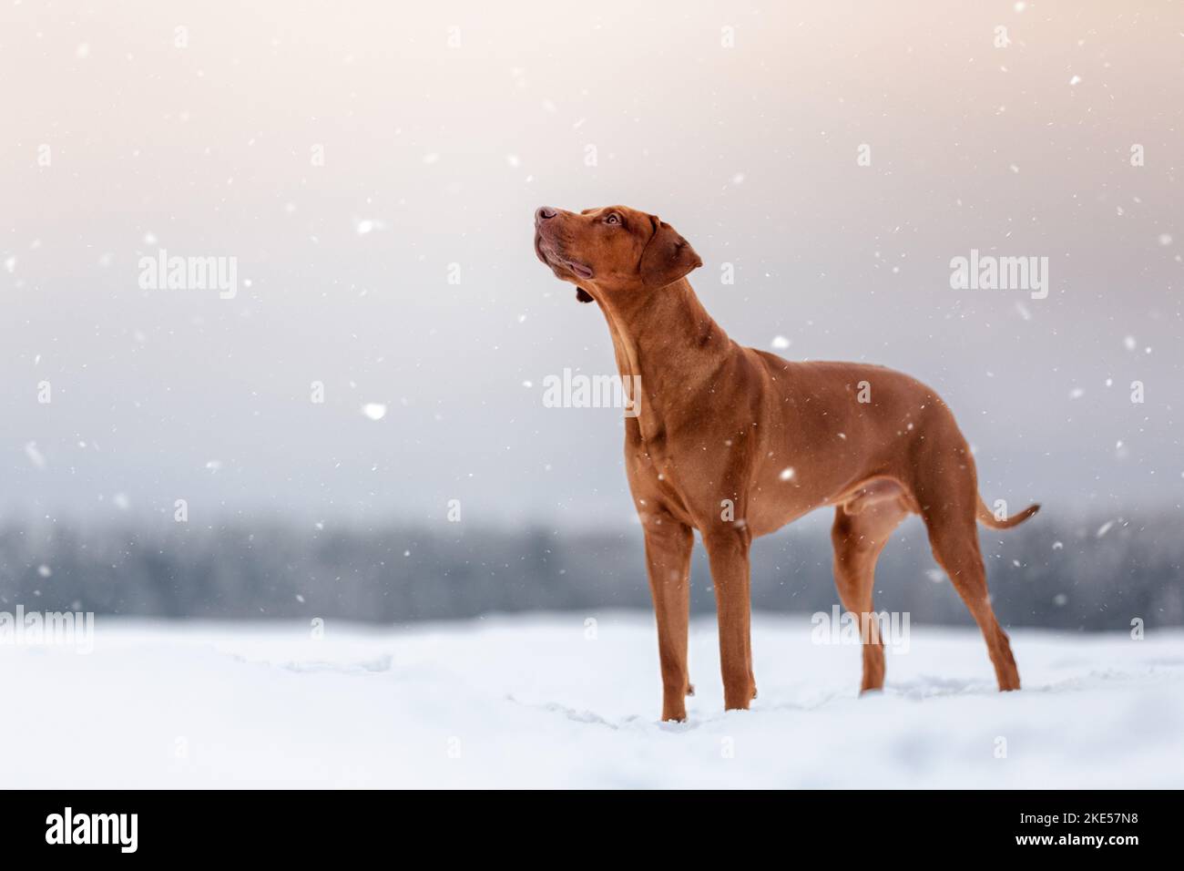 Rhodesian Ridgeback in winter Stock Photo - Alamy