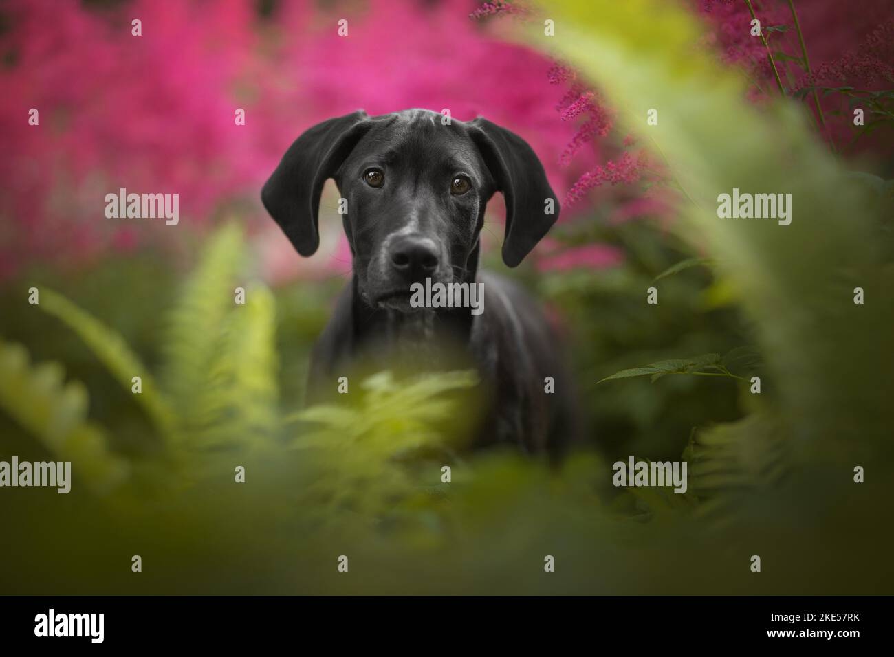 Rhodesian ridgeback dalmatian hi-res stock photography and images - Alamy