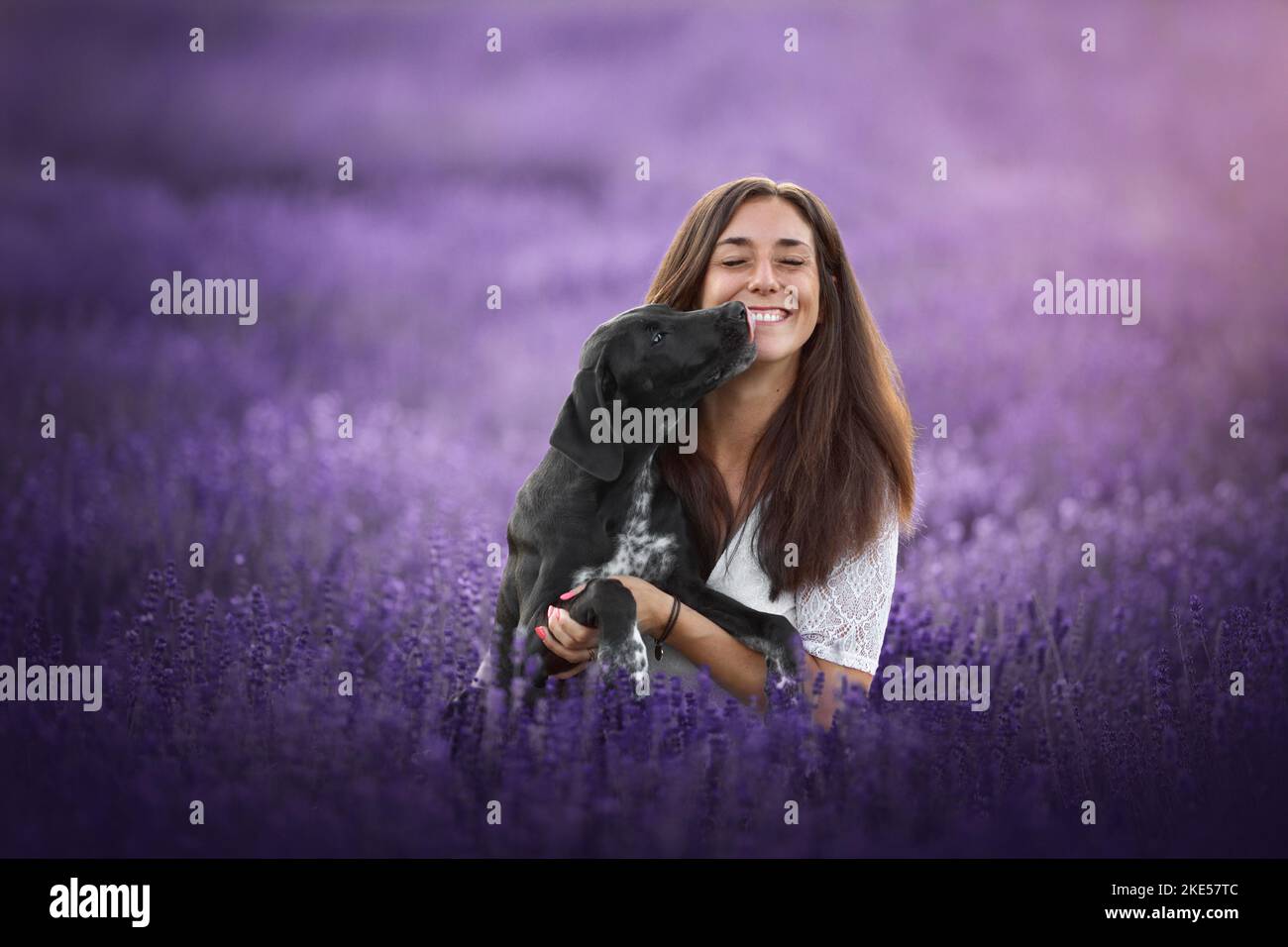 Rhodesian ridgeback dalmatian hi-res stock photography and images - Alamy