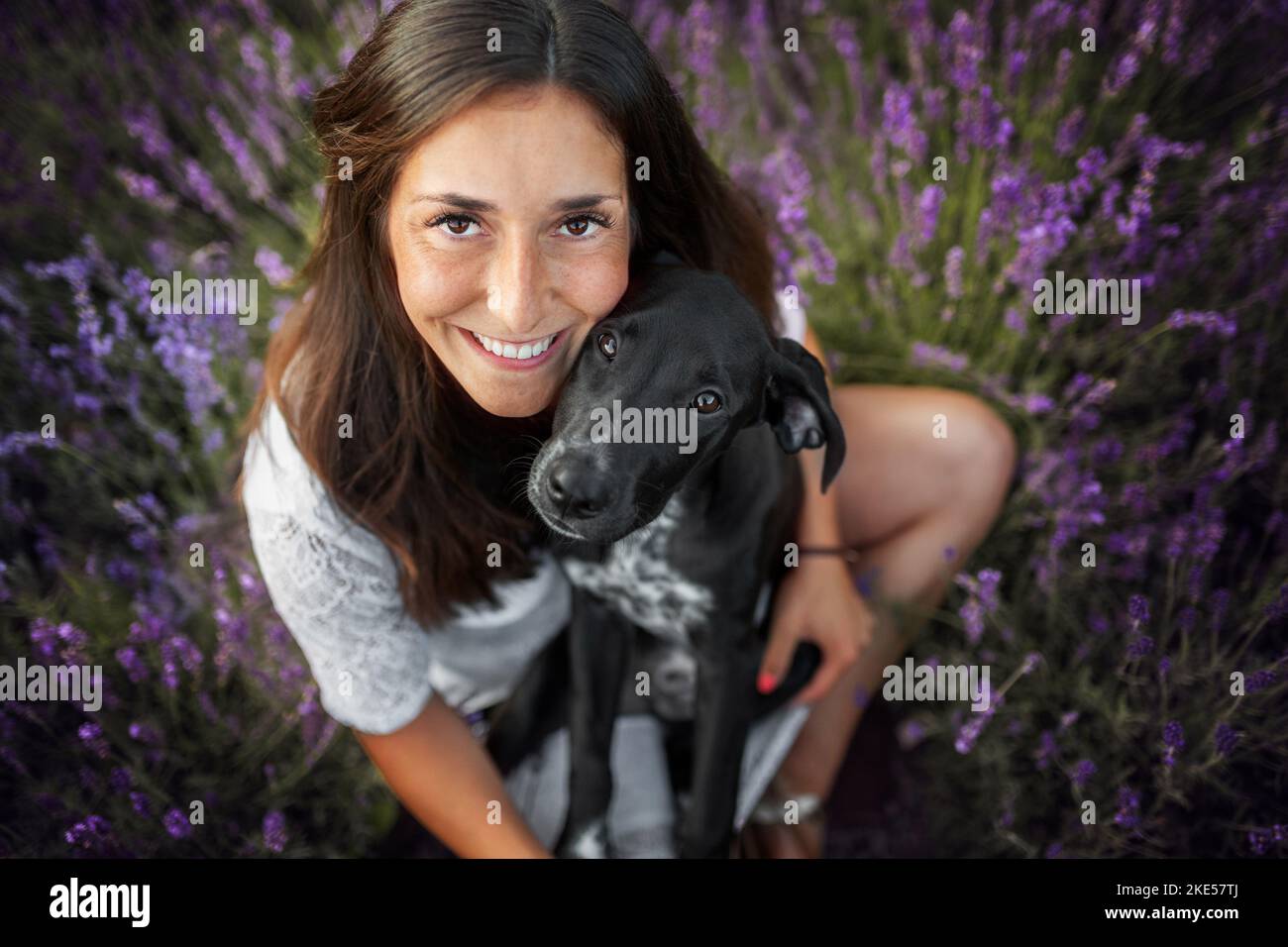 Rhodesian ridgeback dalmatian hi-res stock photography and images - Alamy