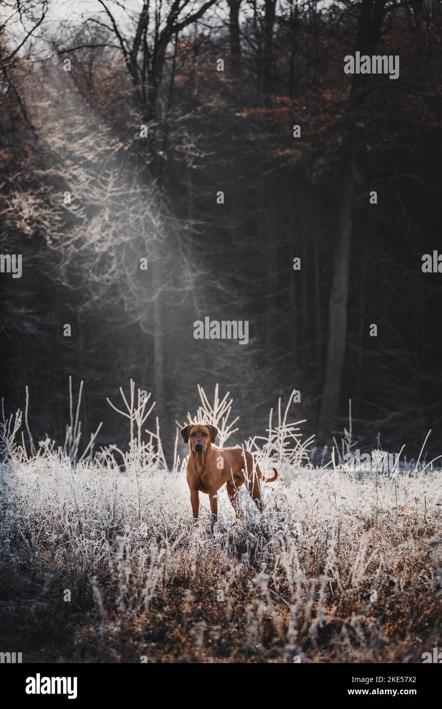 Rhodesian Ridgeback in winter Stock Photo - Alamy
