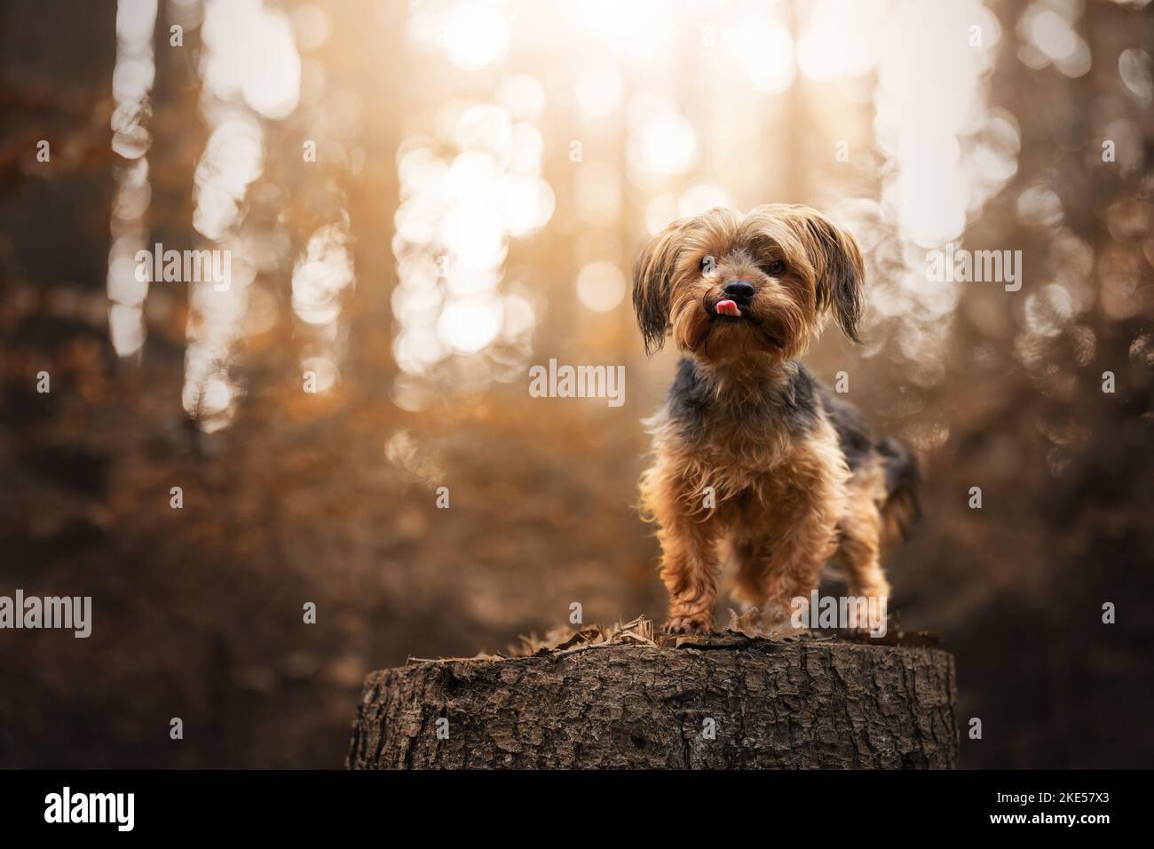 Miniature long haired yorkie hi-res stock photography and images - Alamy