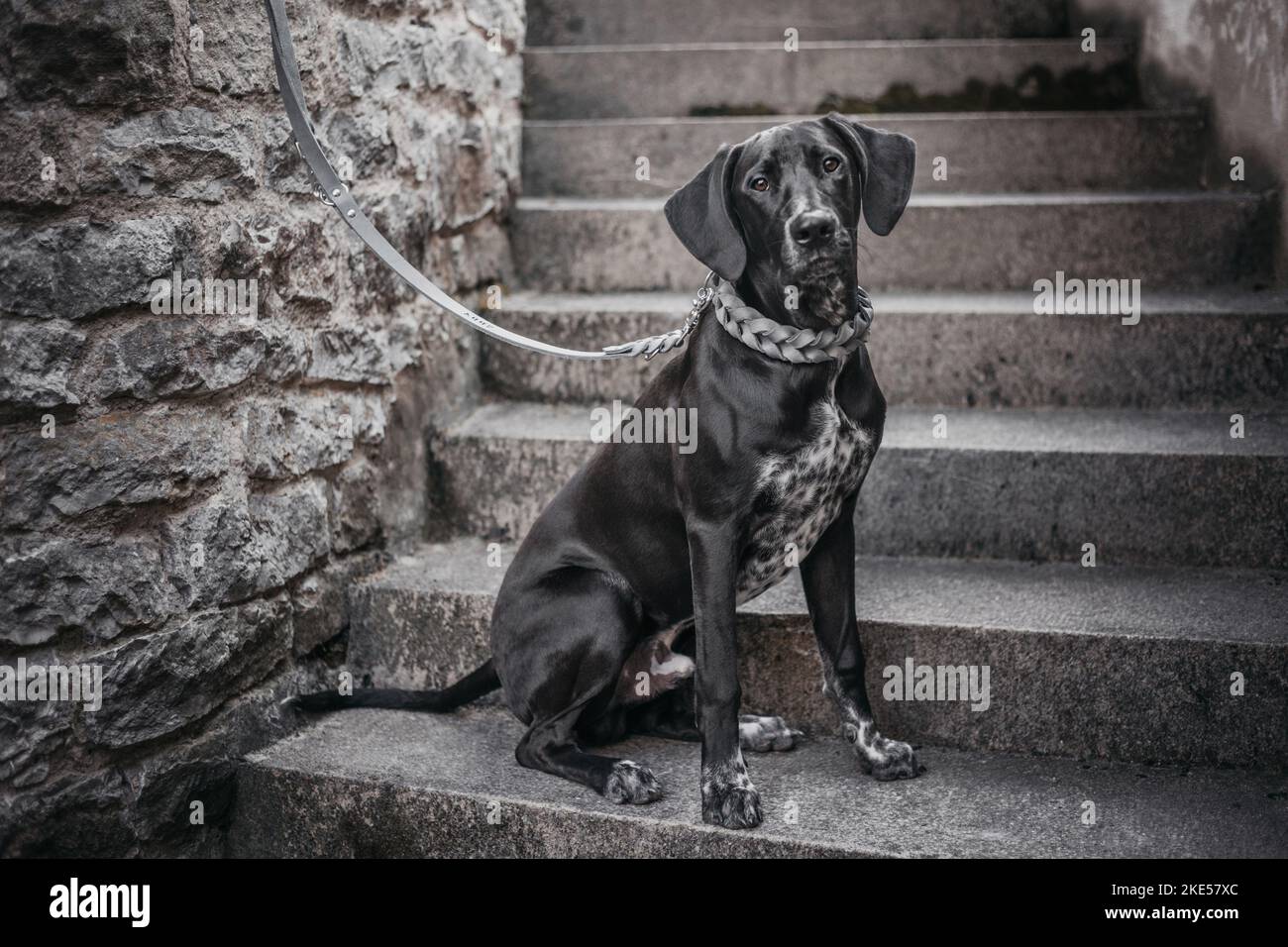Rhodesian ridgeback dalmatian hi-res stock photography and images - Alamy