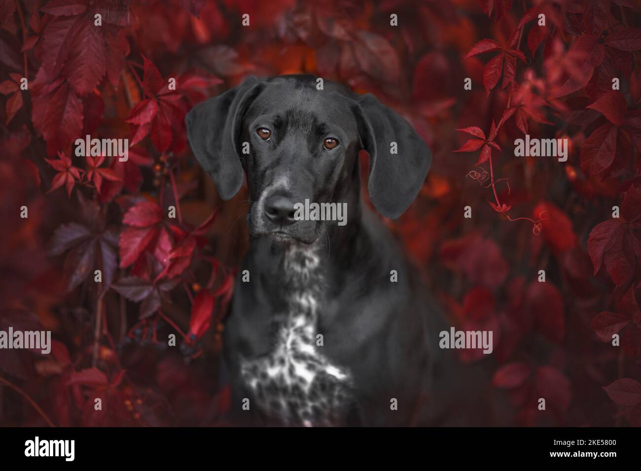 Rhodesian ridgeback dalmatian hi-res stock photography and images - Alamy