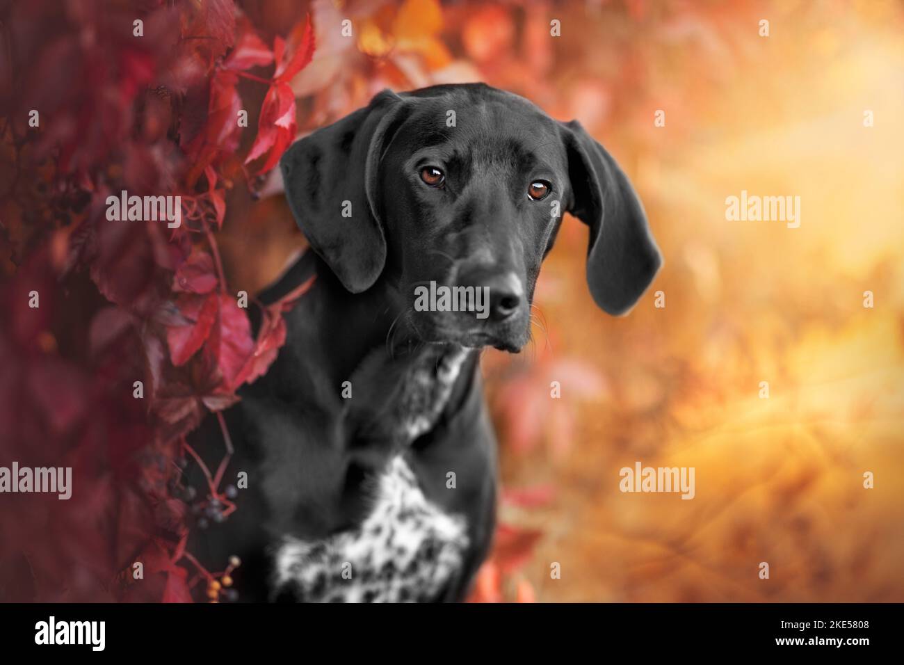 Rhodesian ridgeback dalmatian hi-res stock photography and images - Alamy